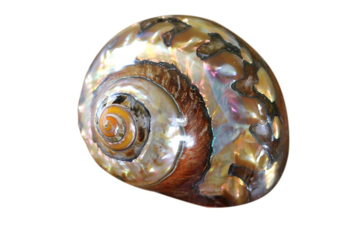 Polished Turbo Sarmaticus I Brown Turbo Seashell I Sarmaticus Specimen Seashell I Pearlized ...