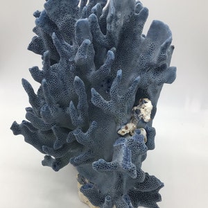 Blue Ridge Coral I Stunning Blue Coral I 10" to 12" Authentic Blue ...