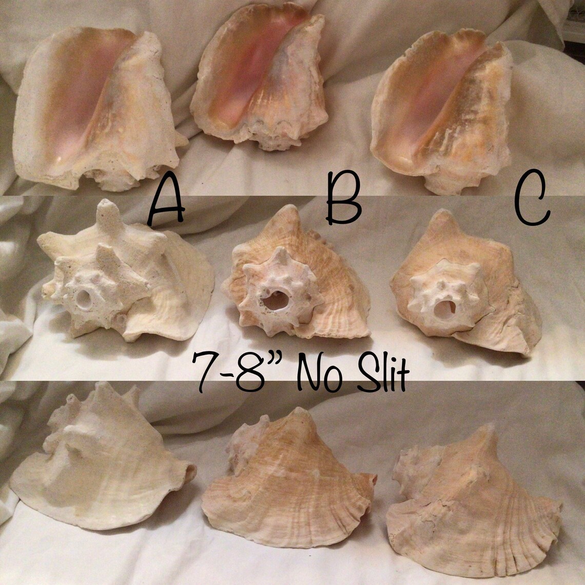 7-8 NO SLIT Bahamian Queen Conch Shell Horn I Pink Conch | Etsy