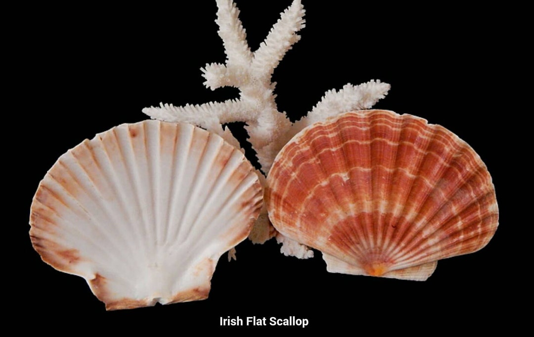 10 Irish Flat Clam Seashells I Beach Decor I Irish Flat - Etsy
