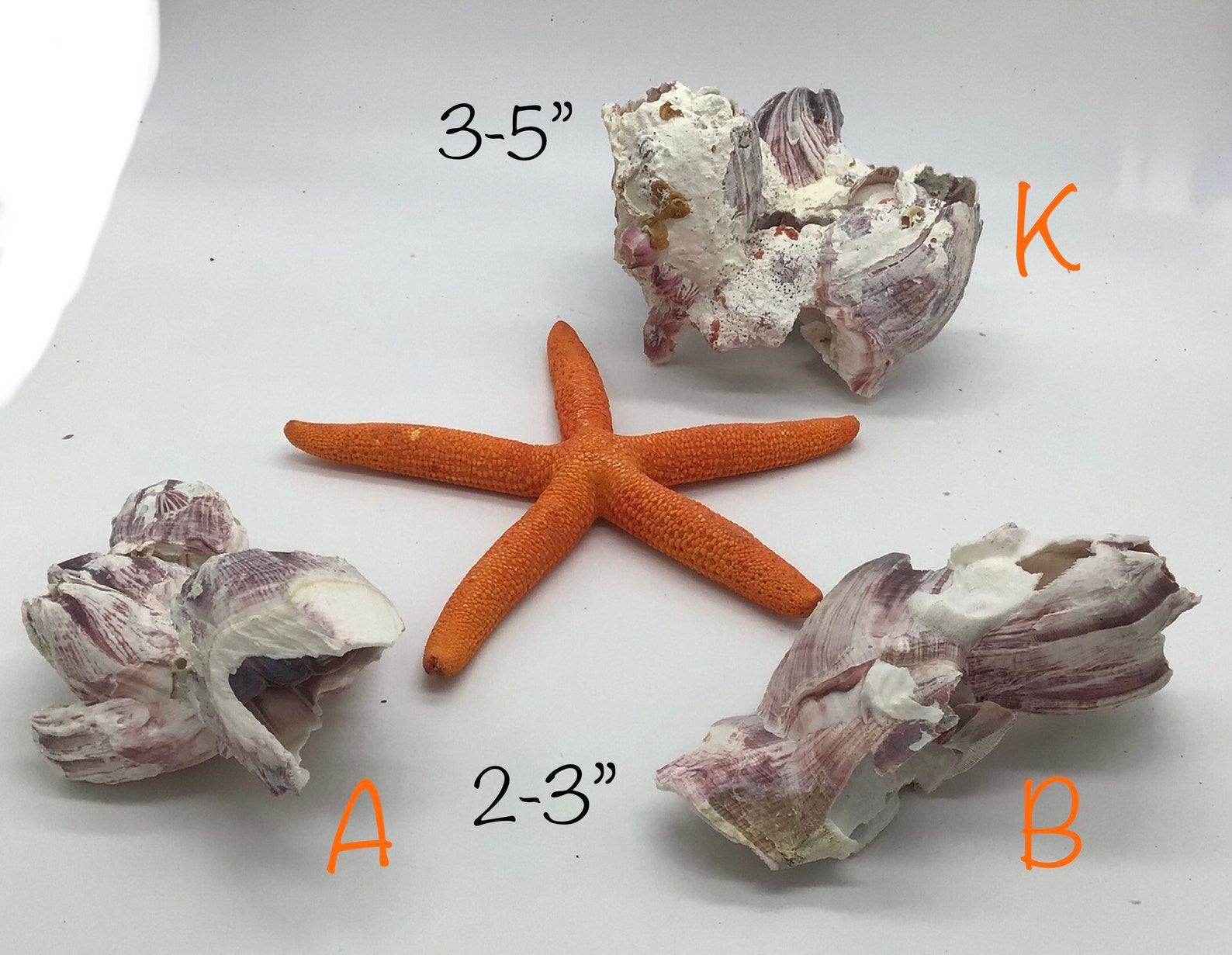 Purple Barnacle I Real Barnacle I Ocean Barnacles I Assorted - Etsy