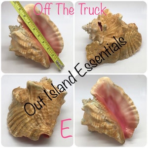 Natural Large Bahamian Queen Conch Shell I Pink Conch Shell SLIT BACK I ...
