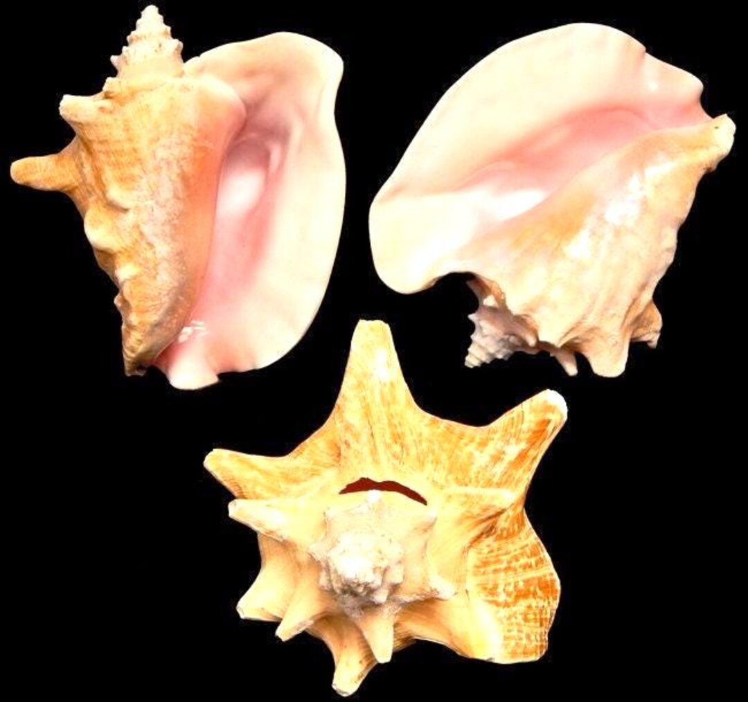 Bahamian Queen Conch Shell I Pink Conch Shell SLIT BACK I Large ...