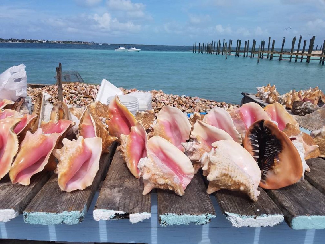 7-8” NO SLIT Bahamian Queen Conch Shell Horn I Pink Conch Shell Trumpet ...