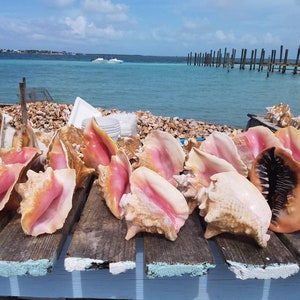 7-8” NO SLIT Bahamian Queen Conch Shell Horn I Pink Conch Shell Trumpet ...