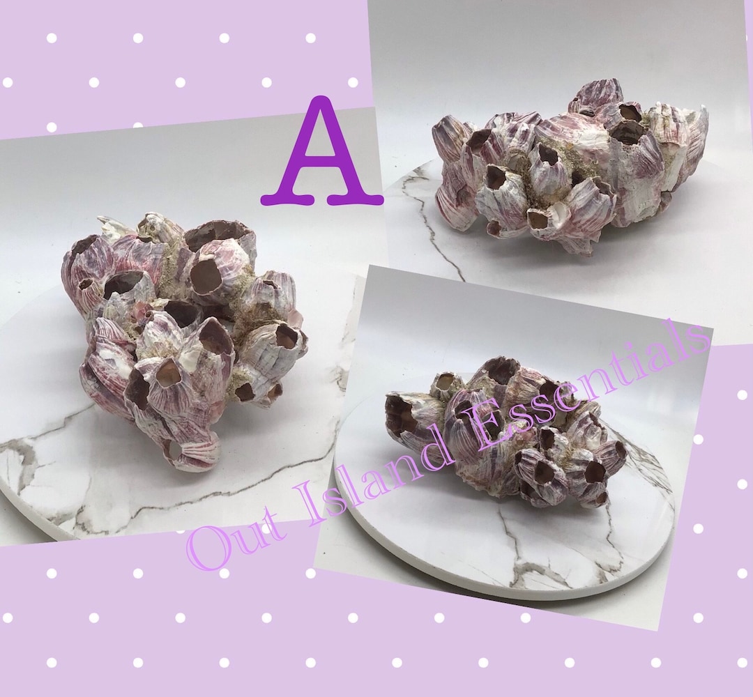 Purple Barnacle I Real Barnacle I Ocean Barnacles I Assorted Sizes I ...