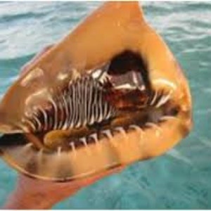 King Helmet Conch I Bahamian King Helmet Conch Shell I King Conch Shell ...