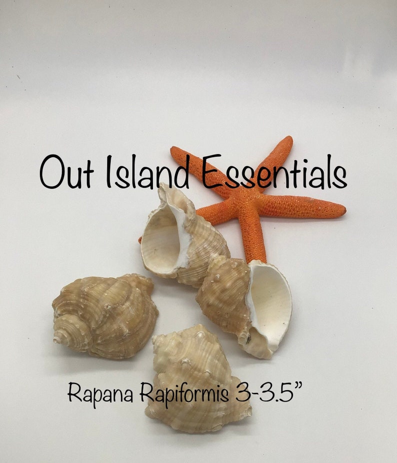 Rapana Rapiformis I Rapana Shell I Rapana Rapiformis Seashell - Etsy