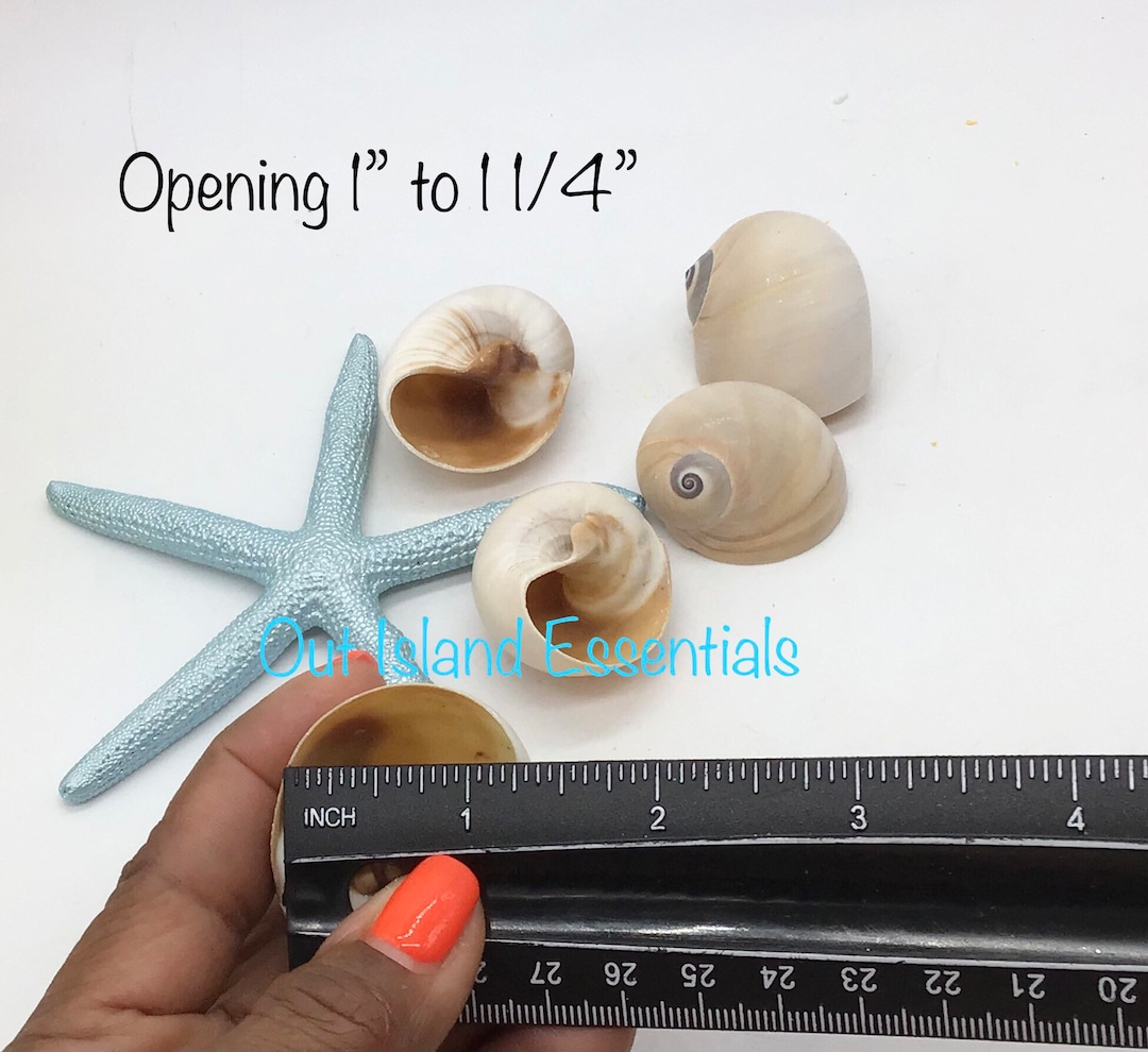 Whales Eye Seashells I Hermit Crab Shells I D Opening Craft Shells I 1. ...