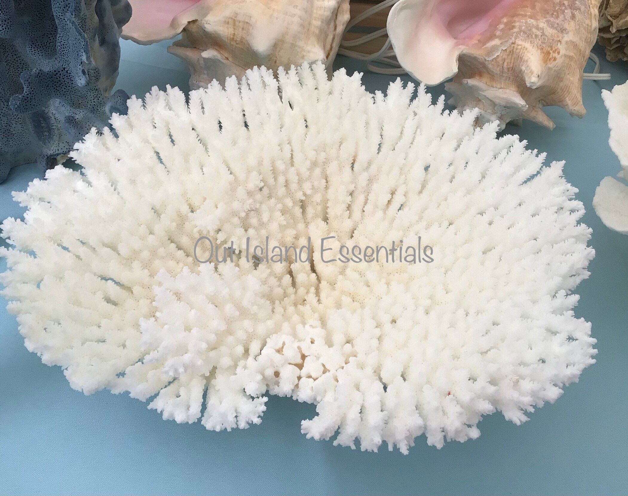 Shells Round Coral Large Table Coral Beach & Wedding Decor White Coral ...