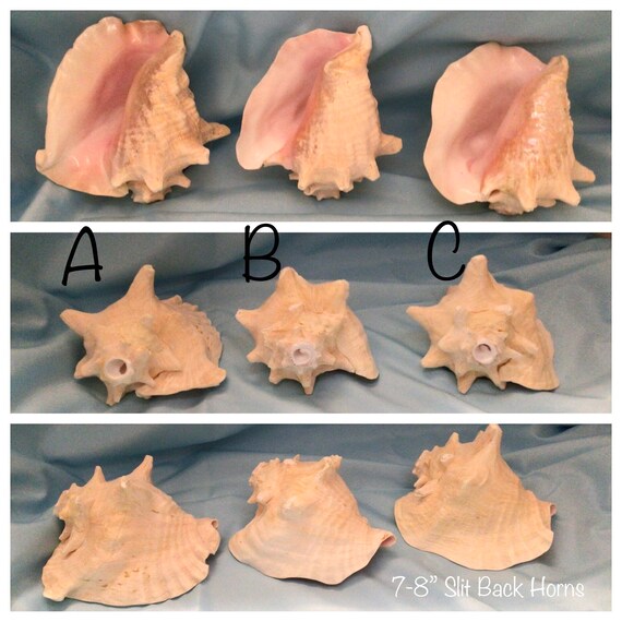 7-8 SLIT BACK and Sealed Bahamian Queen Conch Shell Horn - Etsy