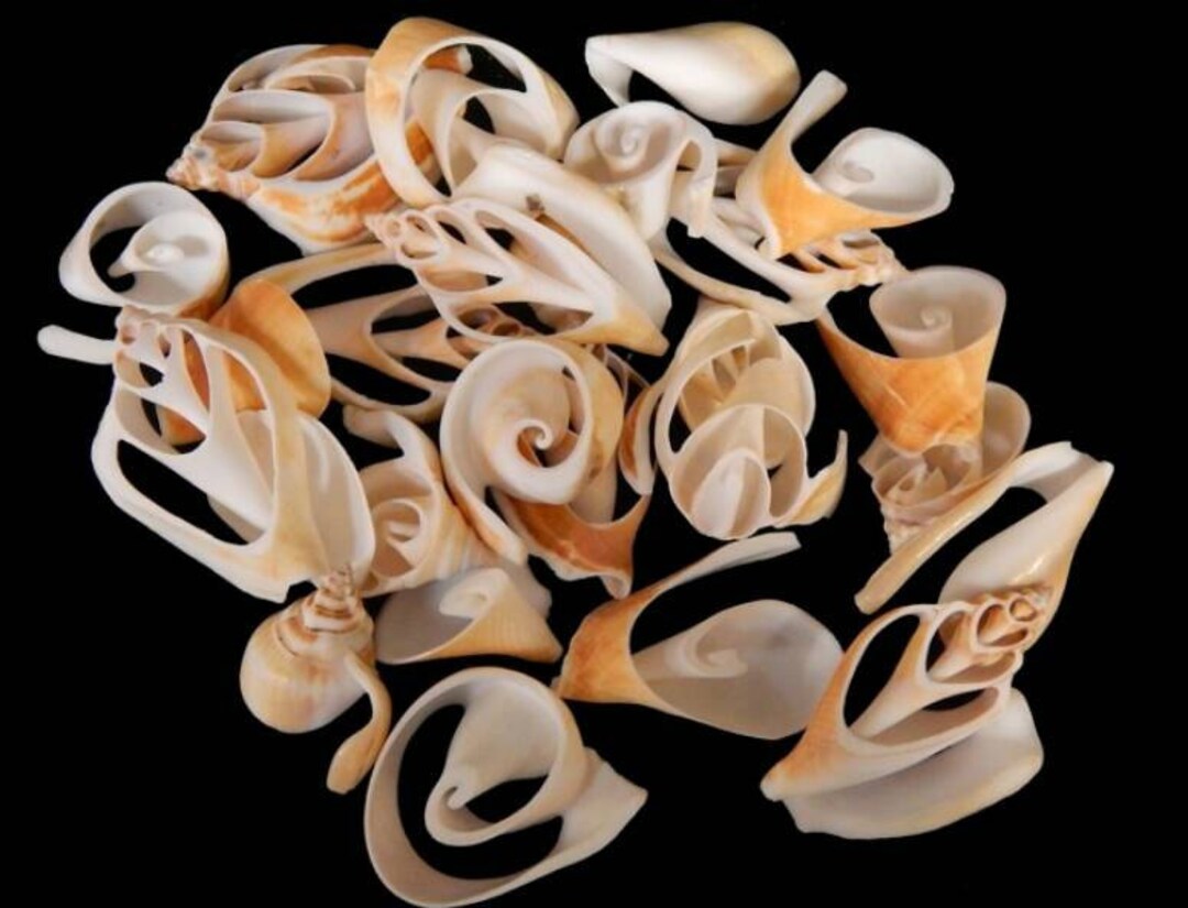 15-pcs Multi Cut Canarium Seashells I Craft Shells I Sliced Shells I ...