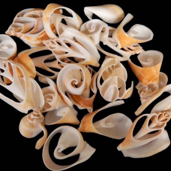 Sliced Shell - Etsy