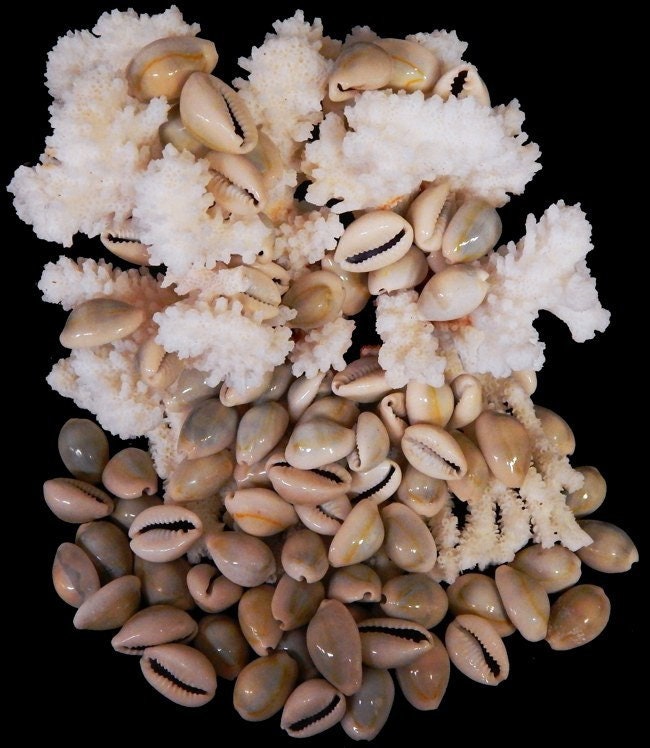 White Cowrie Shells – Bulk Seashells, Coastal Decor (70-100 Ct) - Etsy