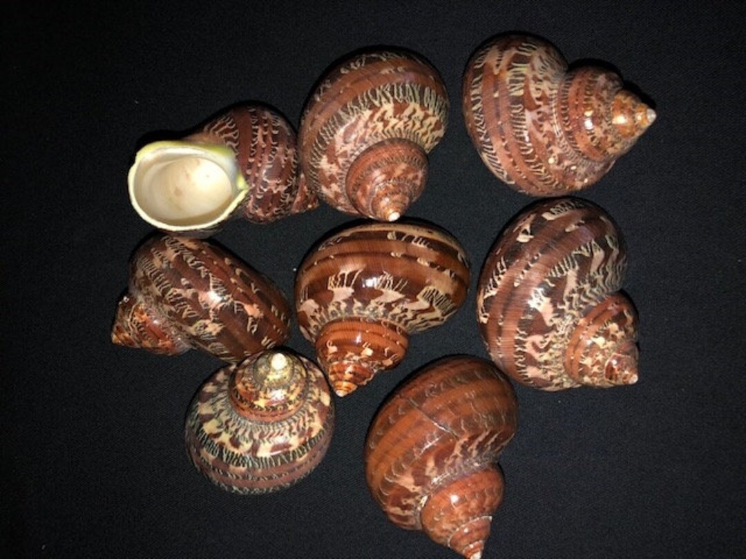 Turbo Petholatus Snakeskin Shell I Turbo Seashell I Turbo Petholatus ...