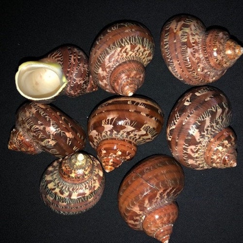 Snakeskin Turbo Sea Shell - Etsy