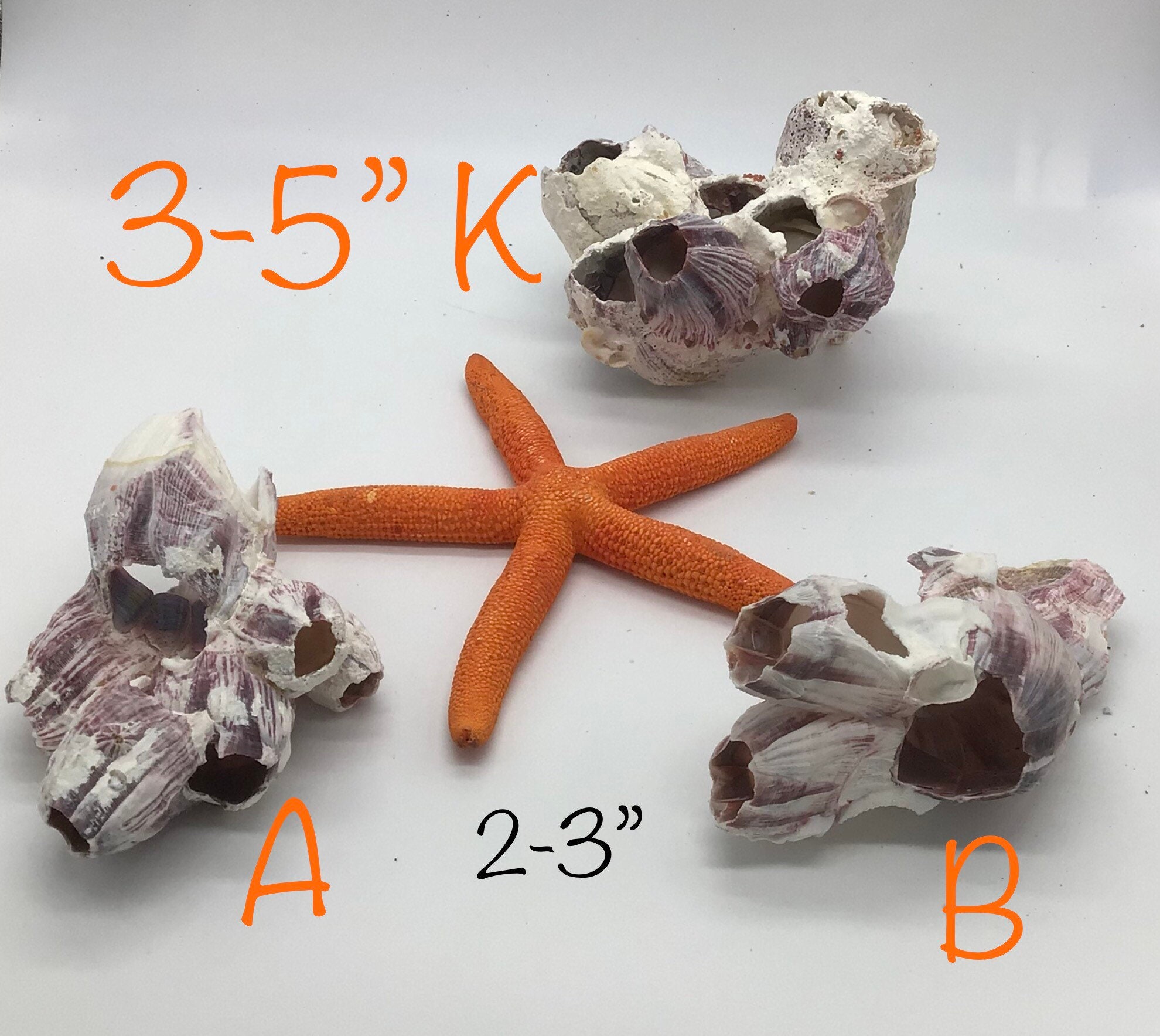 Purple Barnacle I Real Barnacle I Ocean Barnacles I Assorted - Etsy