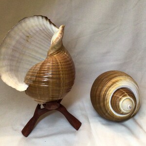 Large Wood Display Stand I Large Wooden Display Stand I Conch Shell ...