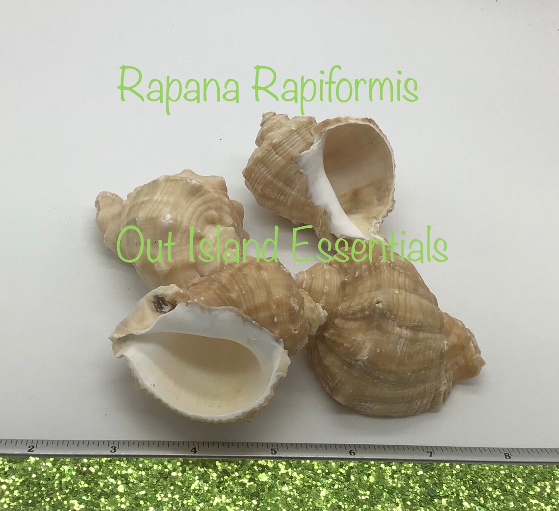 Rapana Rapiformis I Rapana Shell I Rapana Rapiformis Seashell I Turbo ...