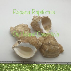 Rapana Rapiformis I Rapana Shell I Rapana Rapiformis Seashell I Turbo ...
