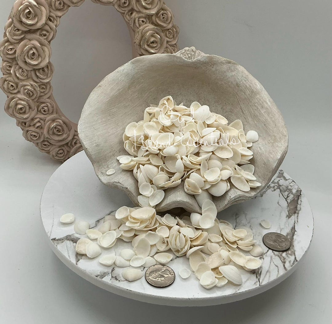 White Cay Cay Arc Shells – Small Craft Seashells (3/8-3/4") - Etsy