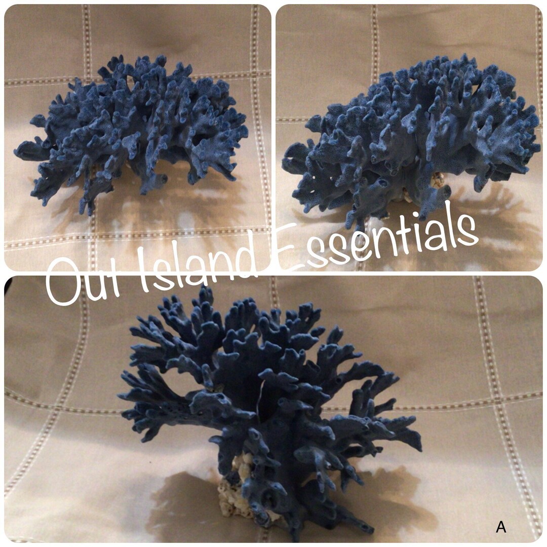 Blue Ridge Coral I Stunning Blue Coral I 10" to 12" Authentic Blue ...