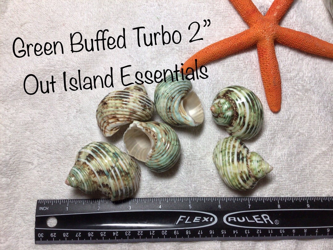 2" Green Buffed Turbo OR 2.5-3" Green Unbuffed Silvermouth Turbo ...