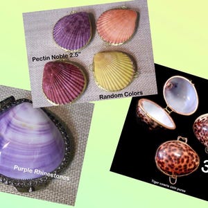 One Seashell Coin Purse | Seashell Pill Box | Seashell Ring Holder I ...
