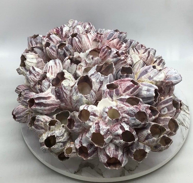 10-12" Purple Barnacle Cluster I Real Barnacle I Ocean Barnacles I ...