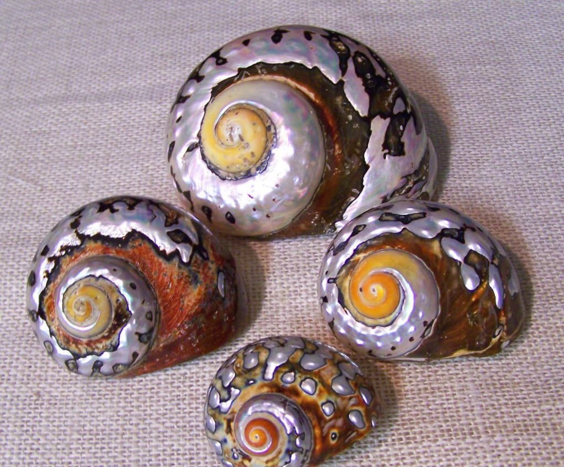 Polished Turbo Sarmaticus I Brown Turbo Seashell I Sarmaticus Specimen Seashell I Pearlized ...