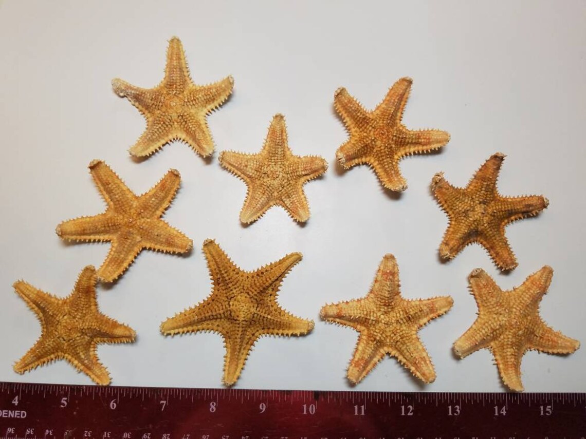 5-pcs Saw Starfish Craft Shells Seashells Starfish Coastal | Etsy