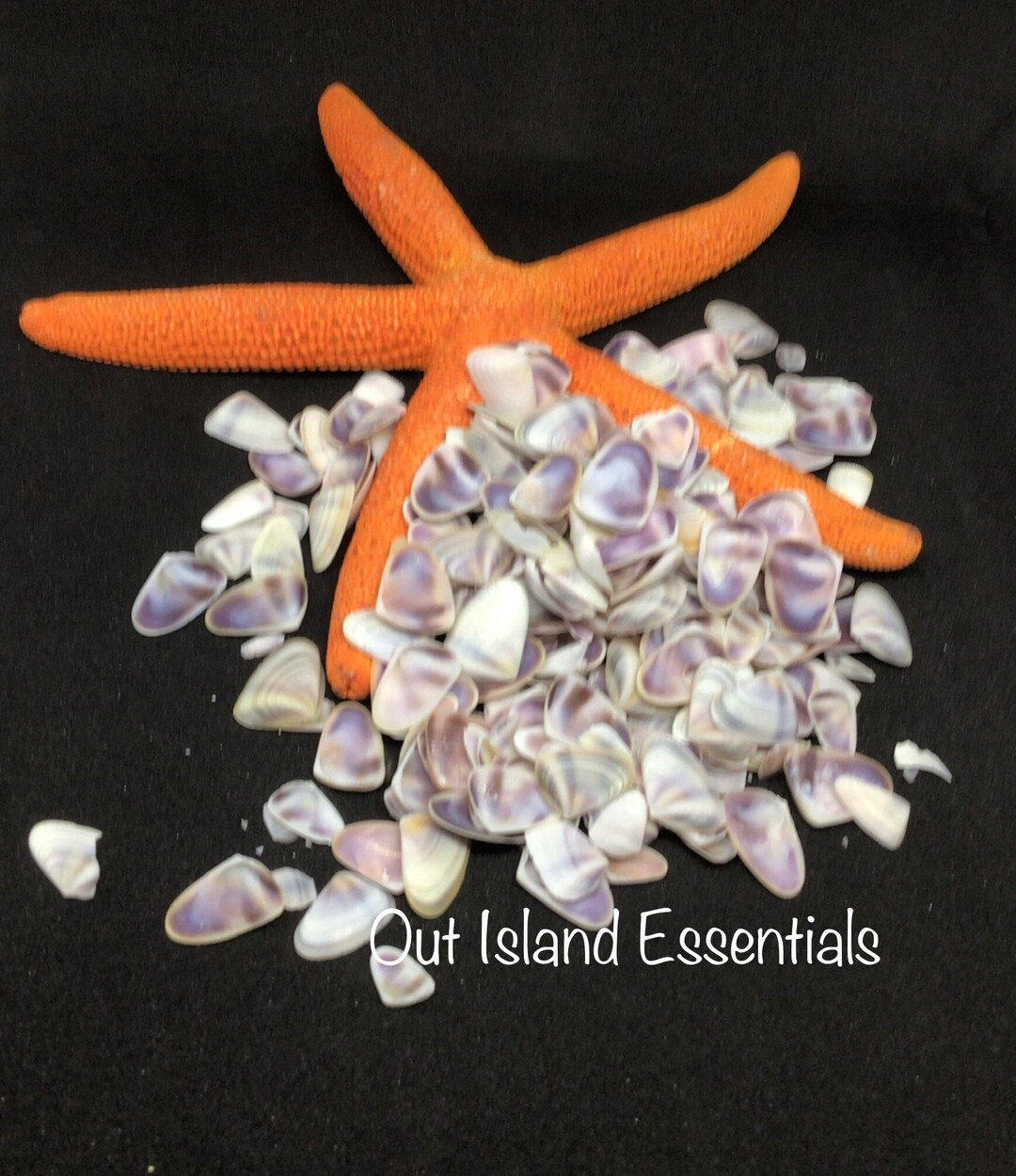 Coquina Shells I Tiny Craft Shells I Teeny Purple Craft Shells I Purple ...