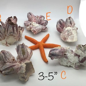 Purple Barnacle I Real Barnacle I Ocean Barnacles I Assorted | Etsy