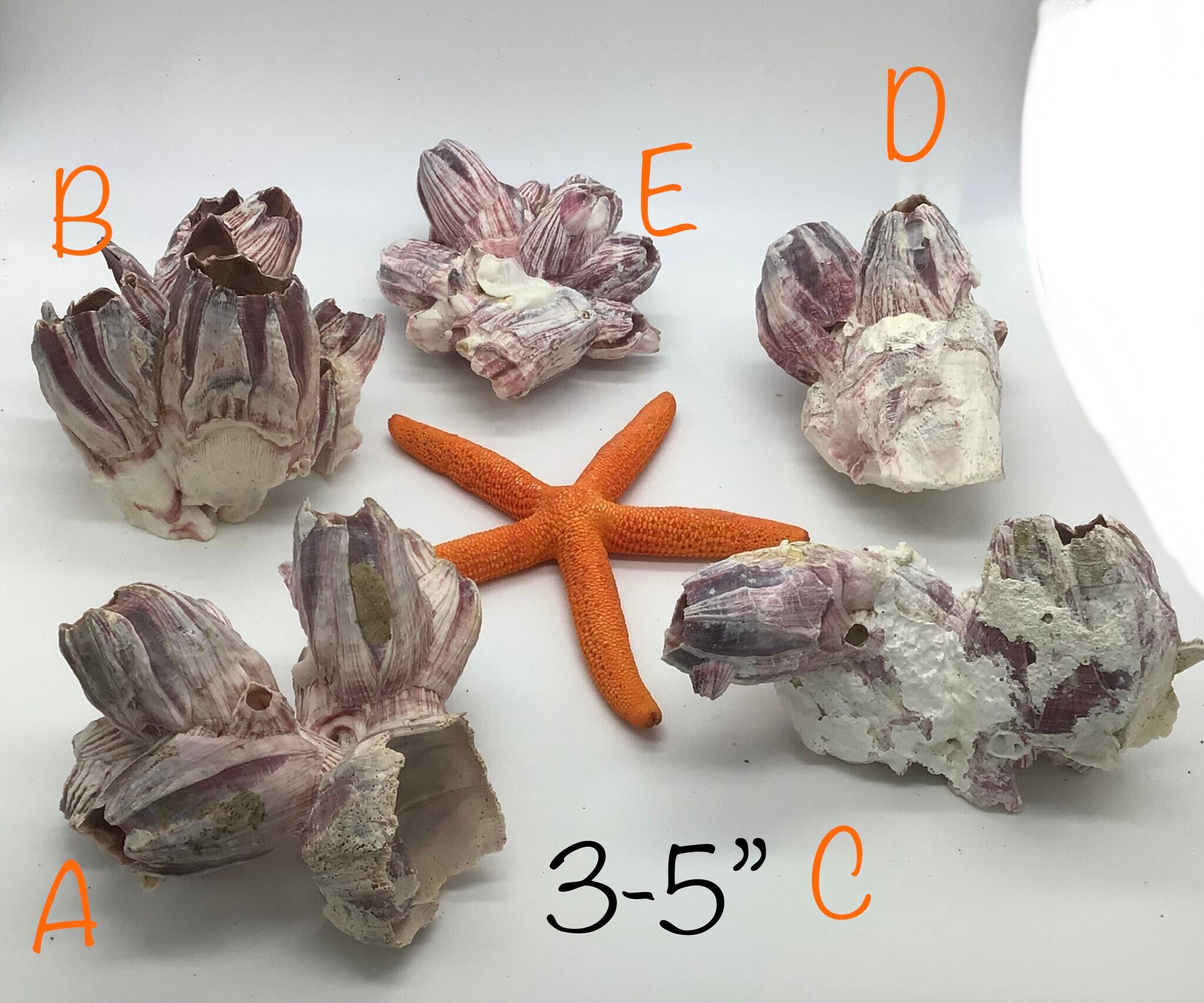 Purple Barnacle I Real Barnacle I Ocean Barnacles I Assorted - Etsy