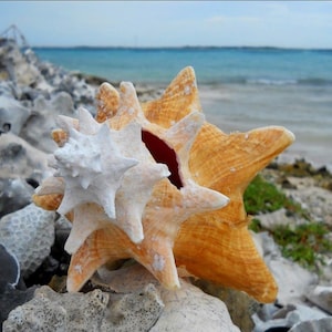 Bahamian Queen Conch Shell Light I Pink Conch Shell Night Light I SLIT ...