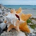Bahamian Queen Conch Shell Light I Pink Conch Shell Night Light I SLIT ...