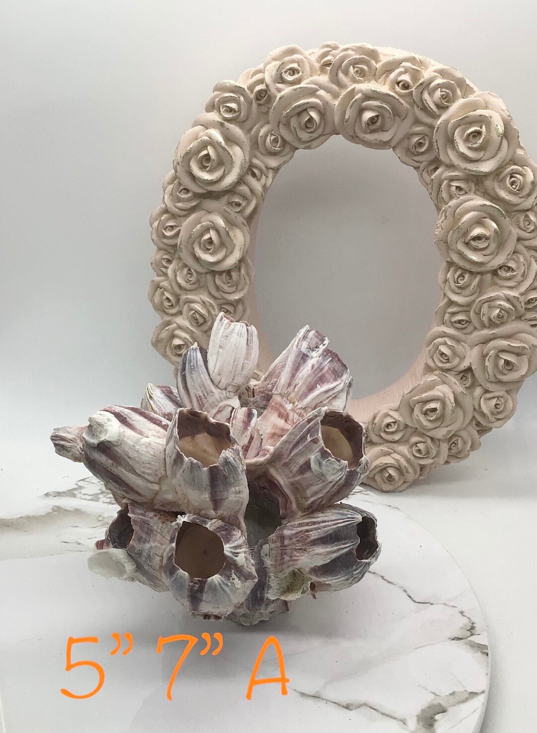 Purple Barnacle I Real Barnacle I Ocean Barnacles I Assorted - Etsy