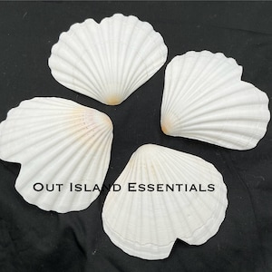 Heart Shape Scallop Shell I Semi-white Irish Baking Clam | Heart Shaped ...