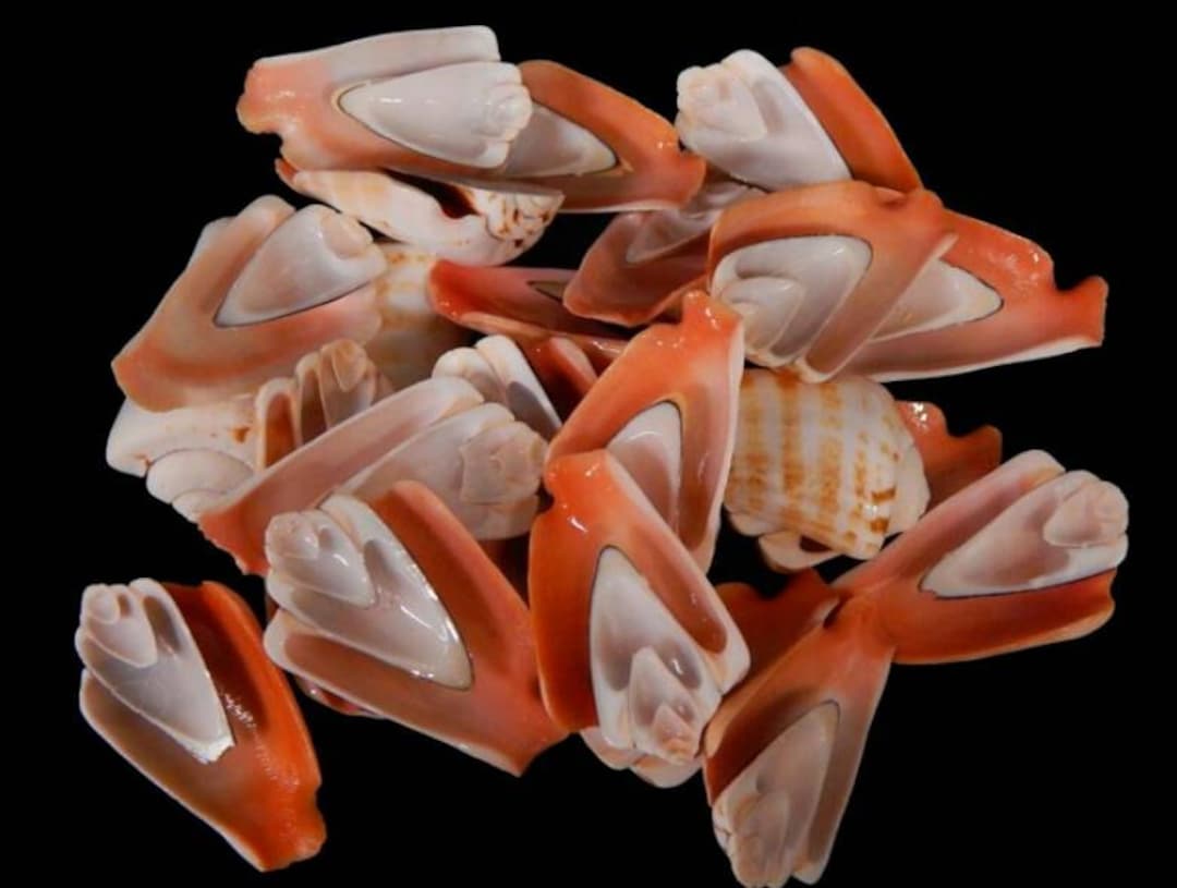 20-pcs Cut Strawberry Seashells I Half Cut Craft Shells I Craft ...
