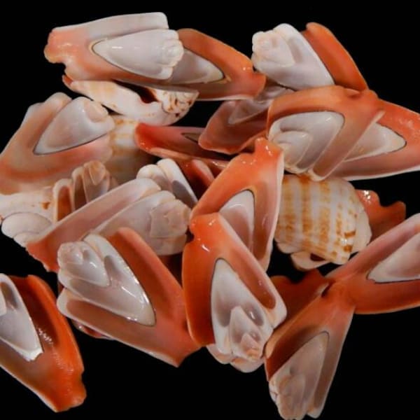 Cut Seashells - Etsy