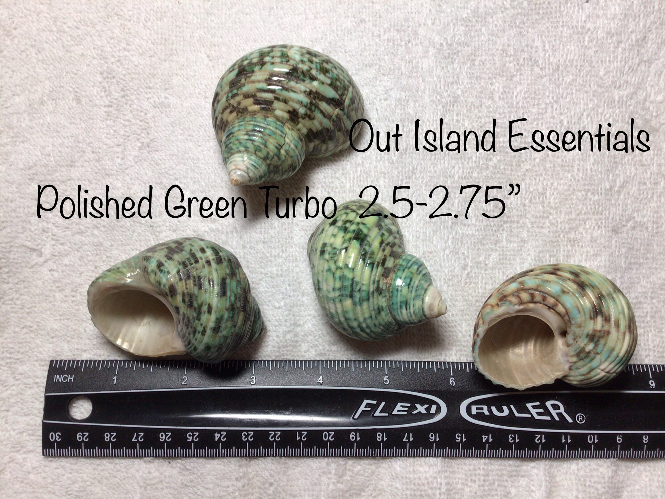 Unpolished Green Turbo Seashell I Green Turbo Shells I - Etsy