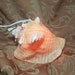 Bahamian Queen Conch Shell Light I Pink Conch Shell Night Light I SLIT ...