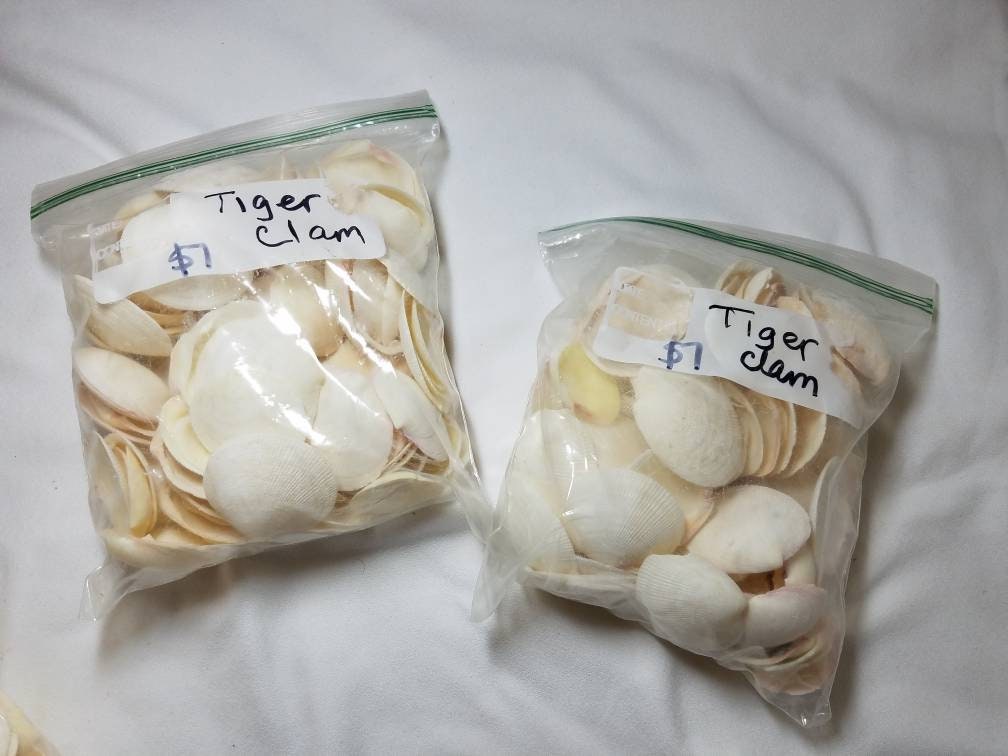 Tiger Clam Seashells, Clam Shells, White Tiger Clams, Craft Shells ...