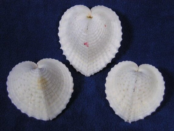 2 Pc. Cardium Cardissa I Heart Cockle Shells I White Seashells - Etsy