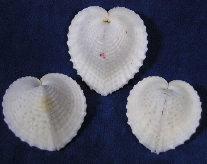 2 Pc. Cardium Cardissa I Heart Cockle Shells I White Seashells - Etsy