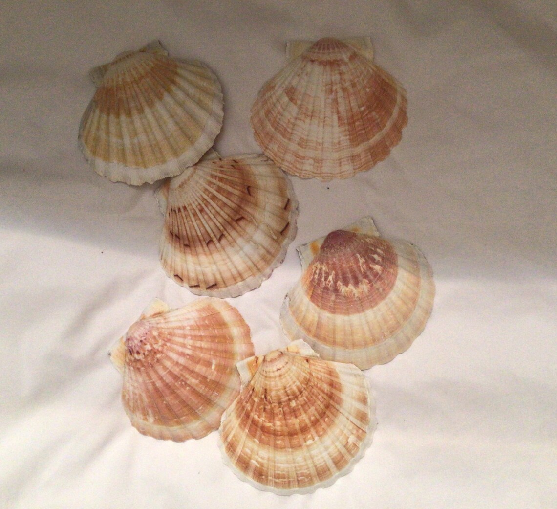 6 Pcs Irish Baking Clam Semi-white Scallop Clam Scallop - Etsy