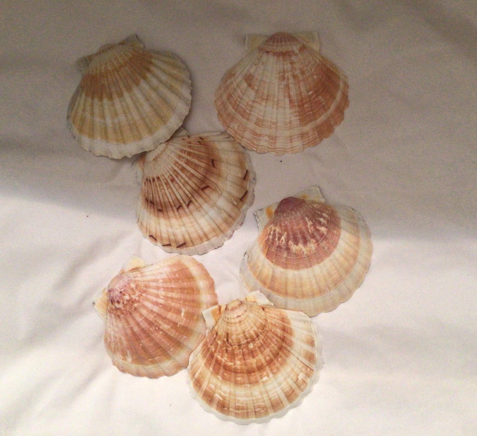 6 Pcs Irish Baking Clam Semi-white Scallop Clam Scallop - Etsy