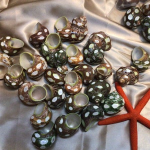 Spotted Turbo Petholatus I Spotted Shell I Turbo Seashell I Turbo ...