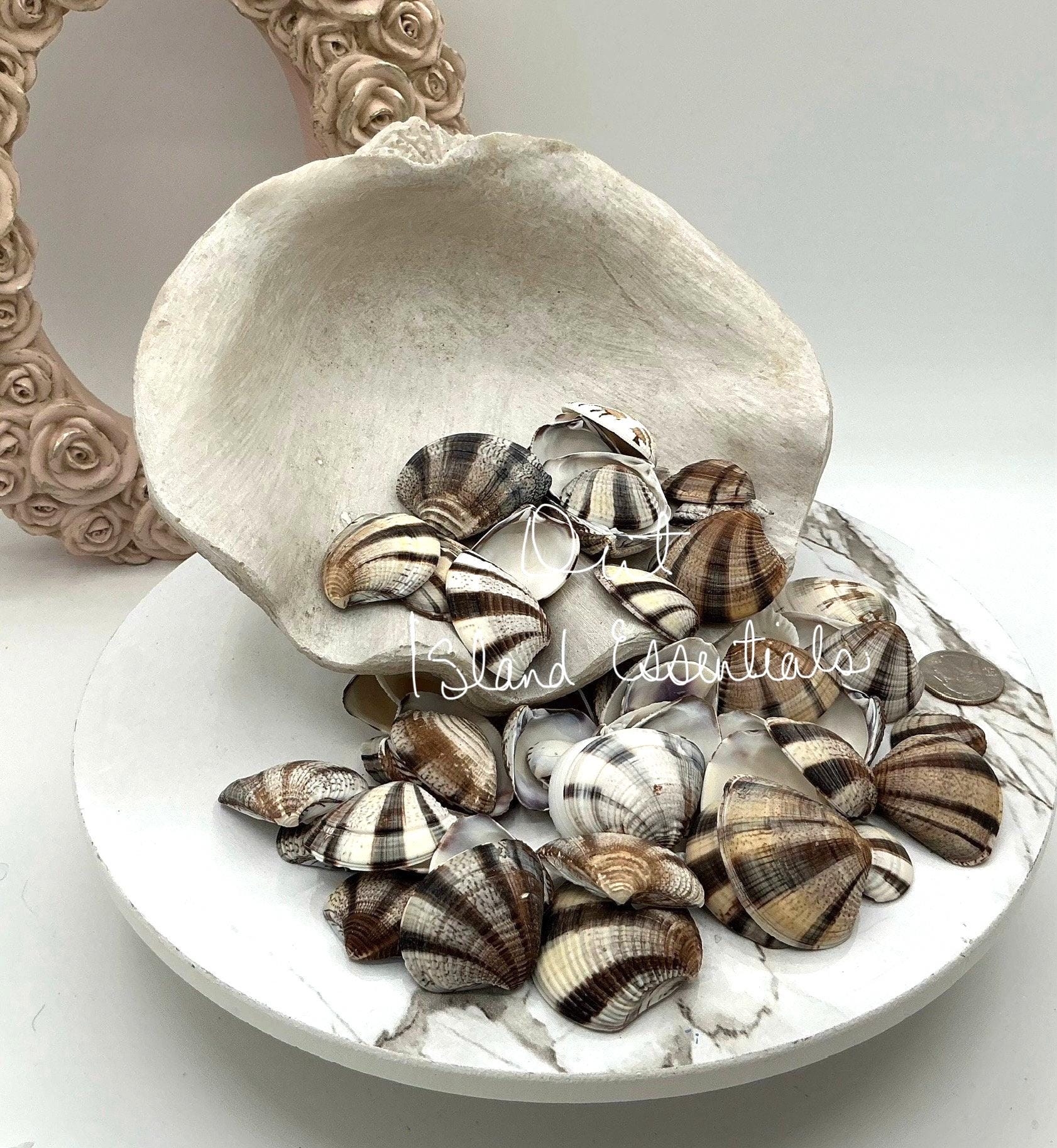 20pcs. Mexican Sunset Striped Clam Shells, Sunset Clams, Striped Shells ...