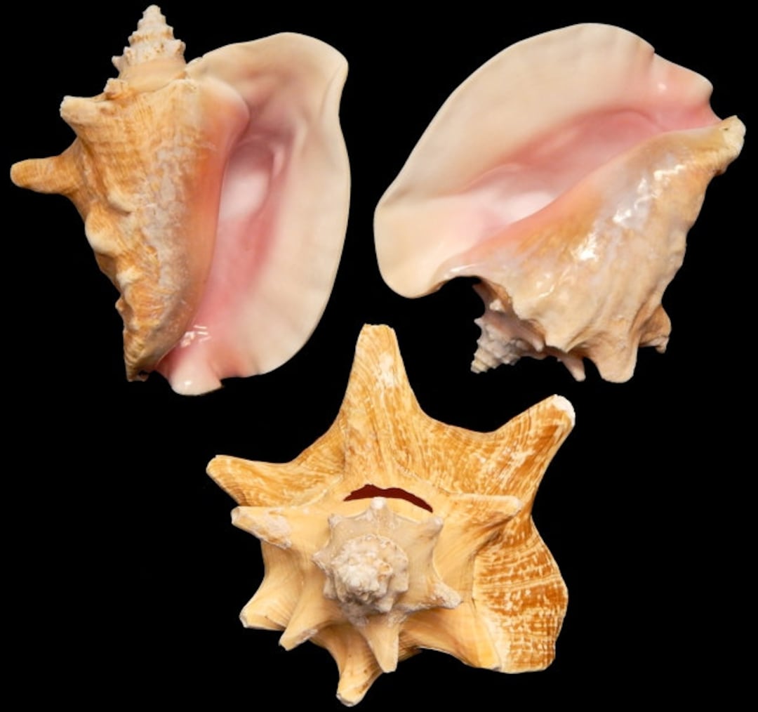 Bahamian Queen Conch Shell I Pink Conch Shell SLIT BACK I Large ...